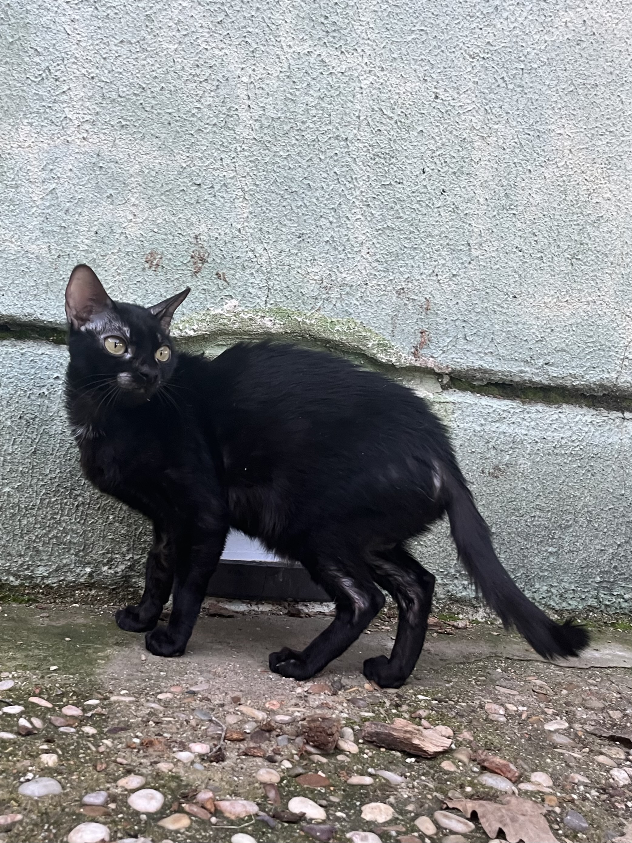 Puska - Gata Hembra - Patio - Nº Registro 227/25 | Mostoles Adopta